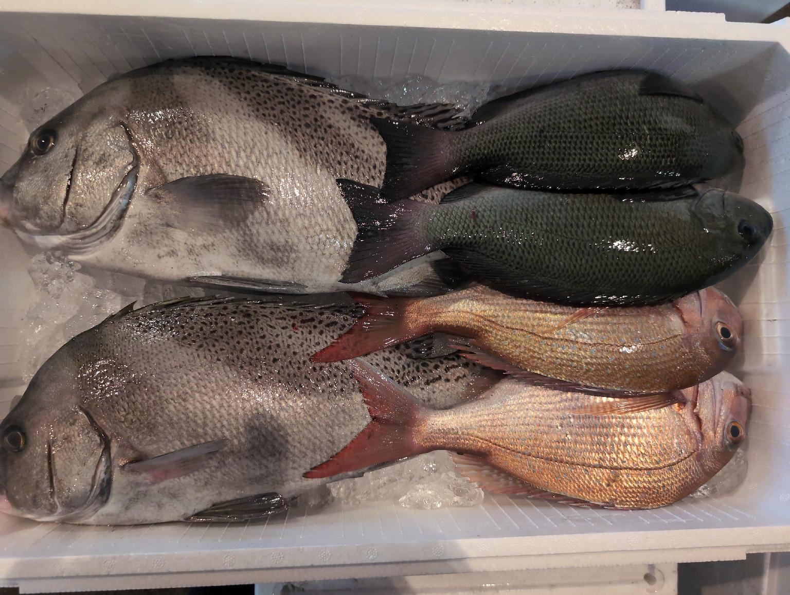 活〆鮮魚BOX6入約4.7kg(定置) | UUUO(ウーオ)