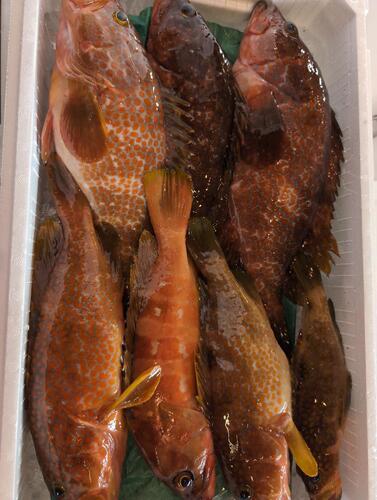 キジハタ7入約3.9kg(釣) | UUUO(ウーオ)