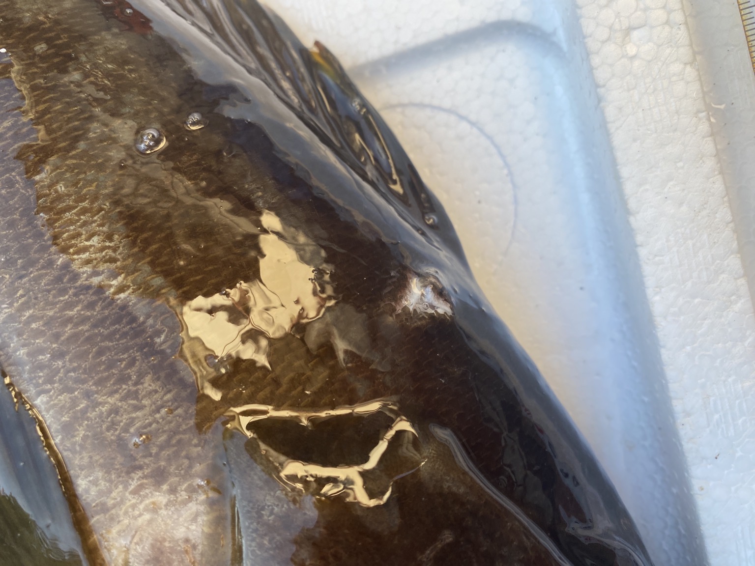 神経〆クエ2入約4.1kg(銛突) | UUUO(ウーオ)