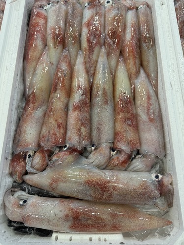 ケンサキイカ2段半15入約4.5kg(定置) | UUUO(ウーオ)