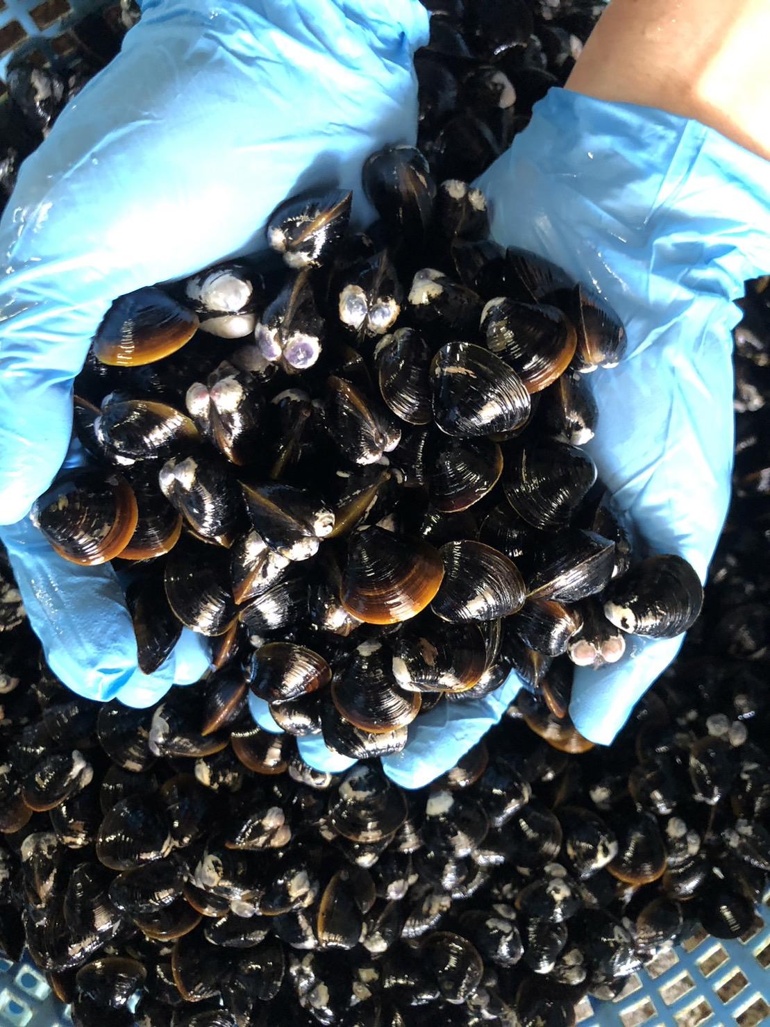 シジミ大サイズ約4kg | UUUO(ウーオ)