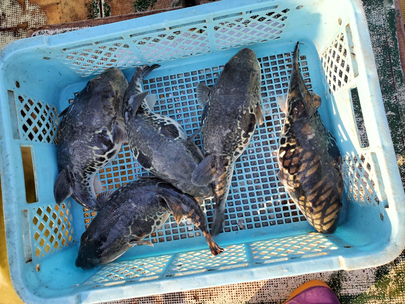 トラフグ1.5~1.0kgｻｲｽﾞ5入約6.3kg(養殖) | UUUO(ウーオ)