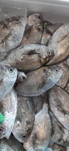 イボダイ(底曳) | UUUO(ウーオ)