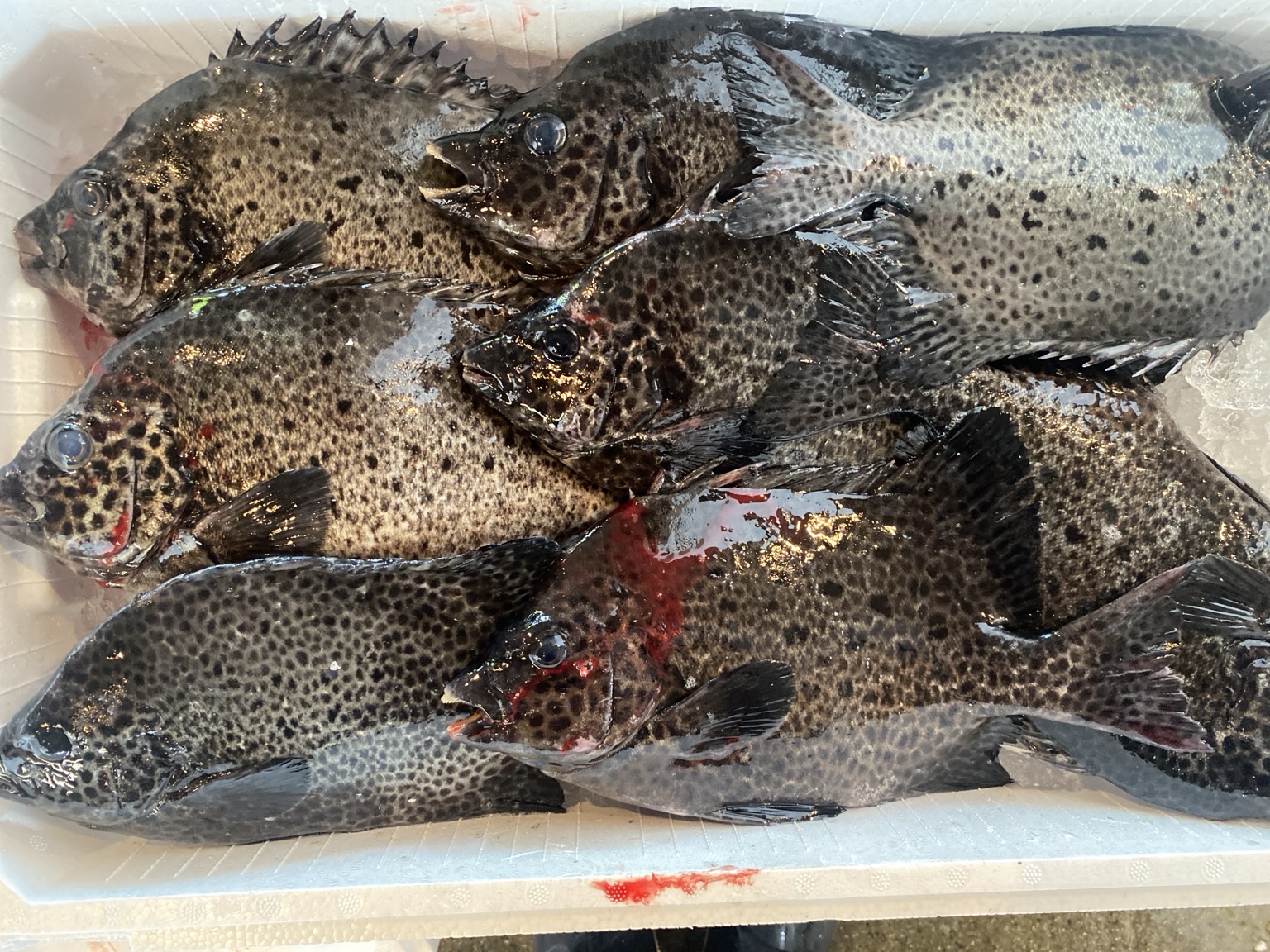 活〆イシガキダイ8入約4.1kg(釣) | UUUO(ウーオ)