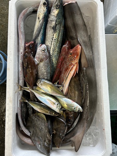 鮮魚BOX | UUUO(ウーオ)