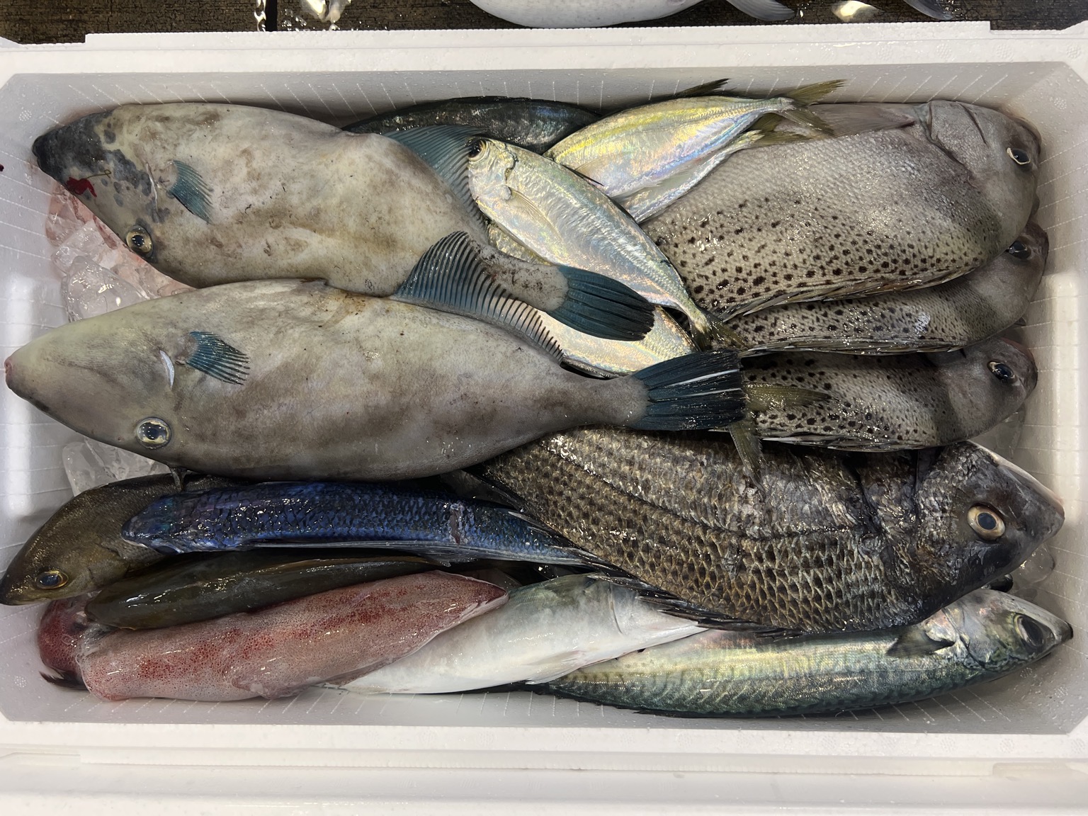 鮮魚BOX約6.5kg(定置) | UUUO(ウーオ)