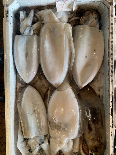 鮮魚BOX6入約4.3kg(定置) | UUUO(ウーオ)