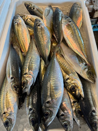 マアジ200g前後約5.5kg(巻網) | UUUO(ウーオ)