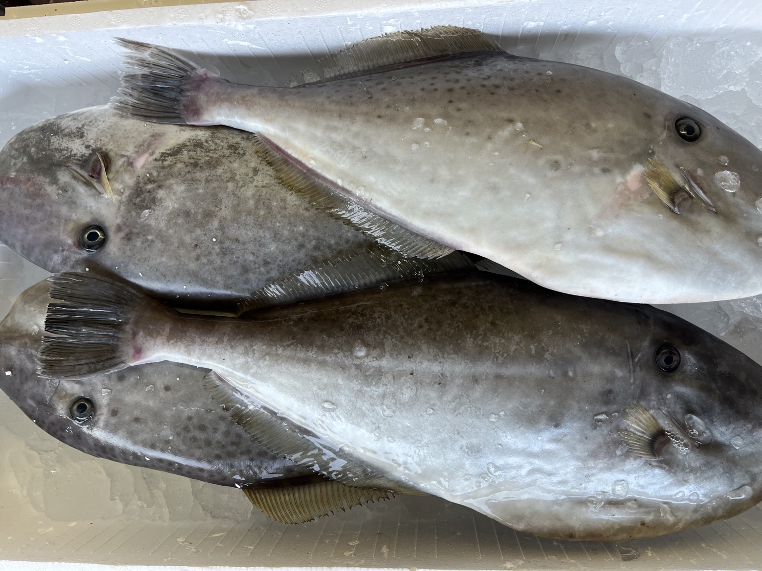 ウスバハギ4入約4kg(定置) | UUUO(ウーオ)