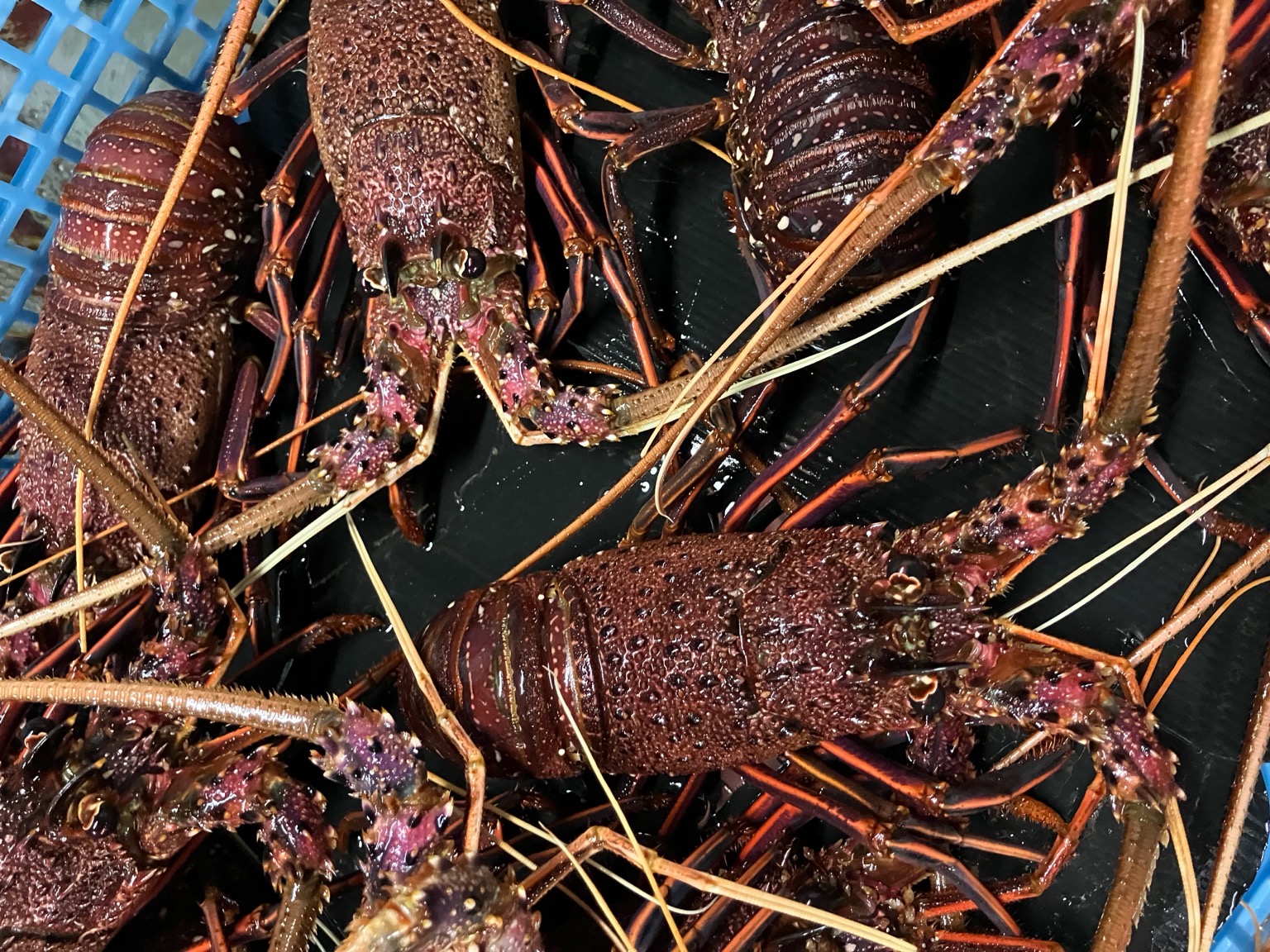 活伊勢海老400/500g2入約1kg(カゴ) | UUUO(ウーオ)