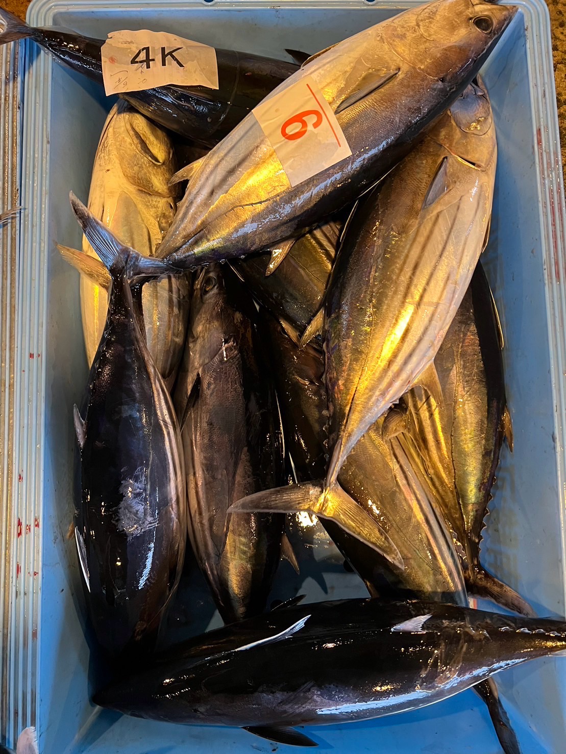 カツオ大中2入約9kg(釣) | UUUO(ウーオ)