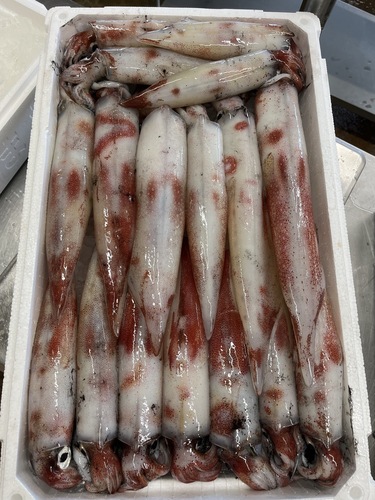 ケンサキイカ大小17入約4.2kg(釣) | UUUO(ウーオ)