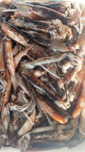 スルメイカばら約5kg(底曳) | UUUO(ウーオ)