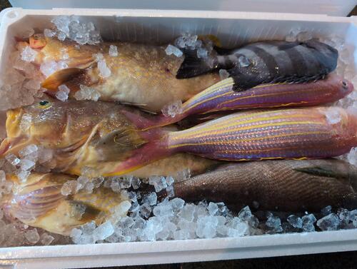 鮮魚BOX | UUUO(ウーオ)