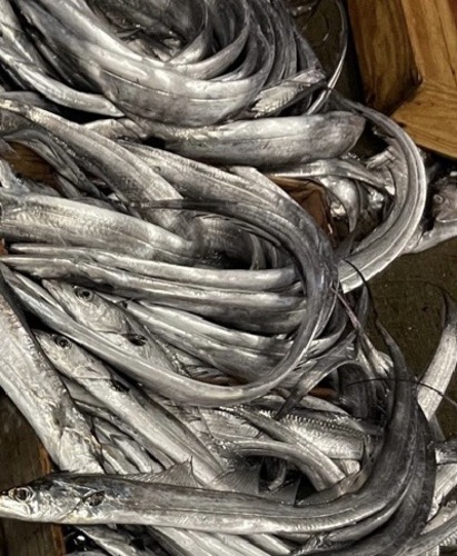 タチウオ20/25入約5kg(定置) | UUUO(ウーオ)