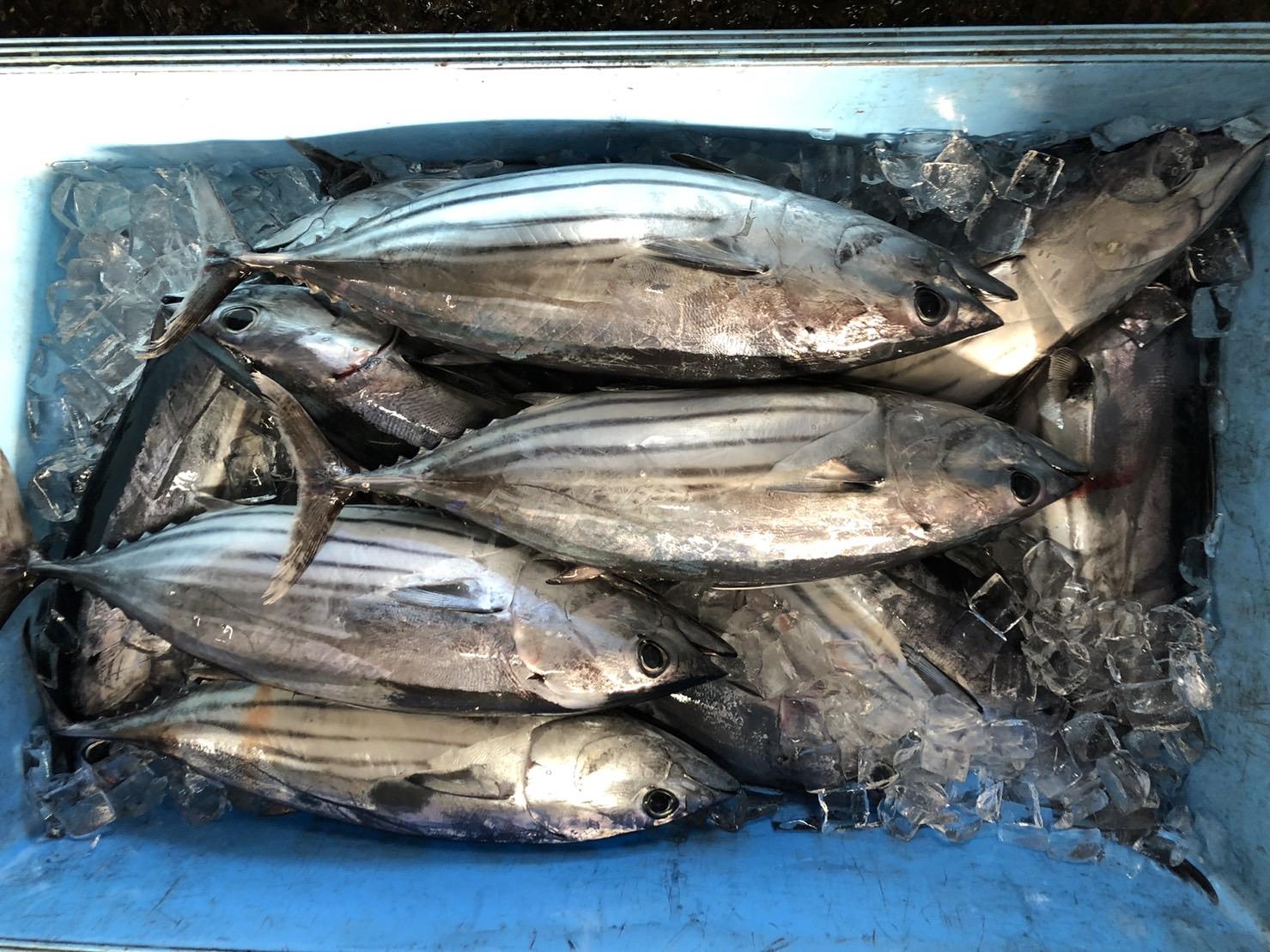 カツオ日戻り夕方競り。1.5〜2.0kサイズ3入約5.3kg(釣) | UUUO(ウーオ)