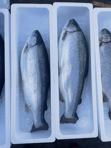 サーモントラウト（養殖） | UUUO(ウーオ)