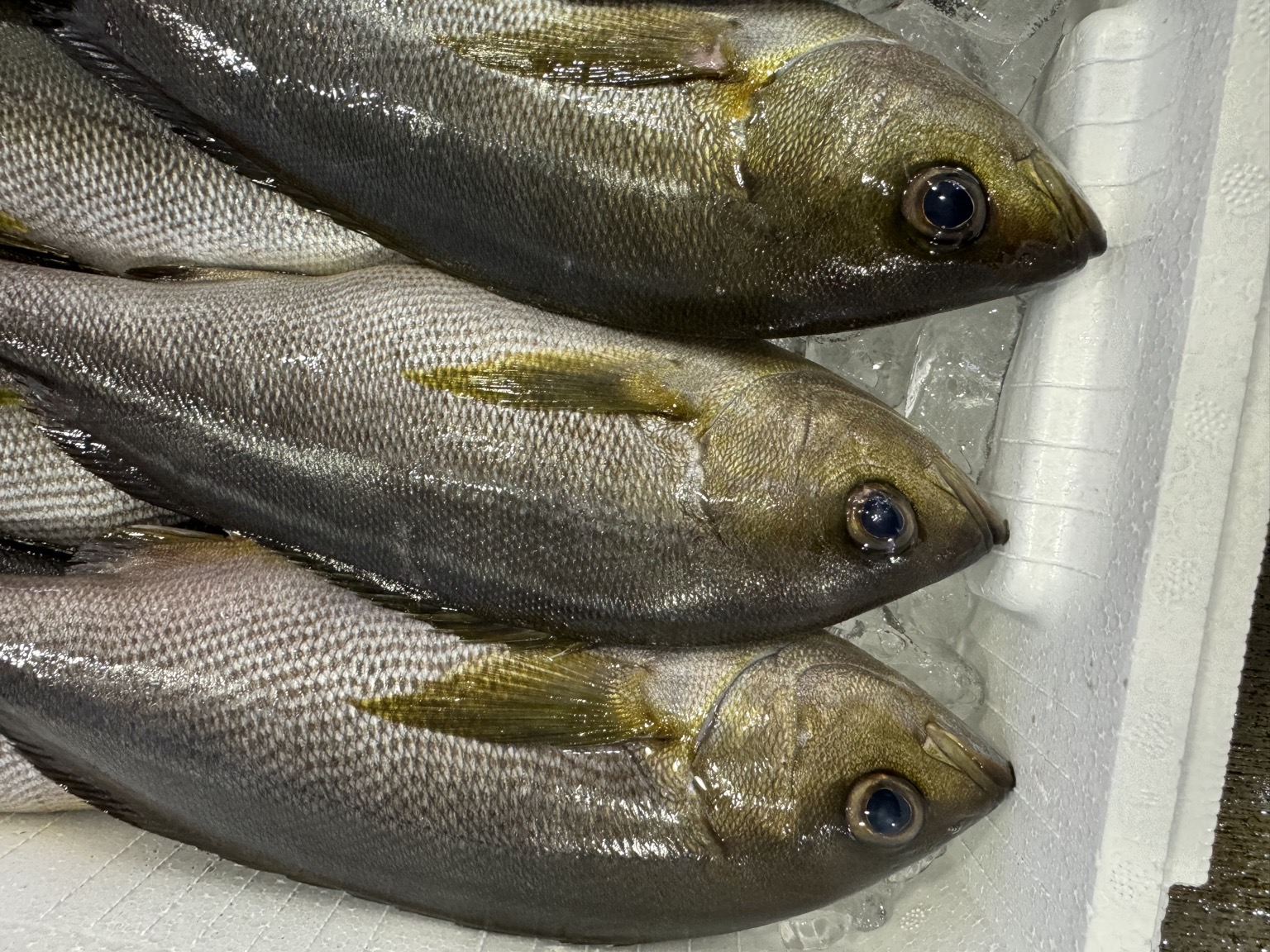 活〆イサキ13入約5.1kg(定置) | UUUO(ウーオ)