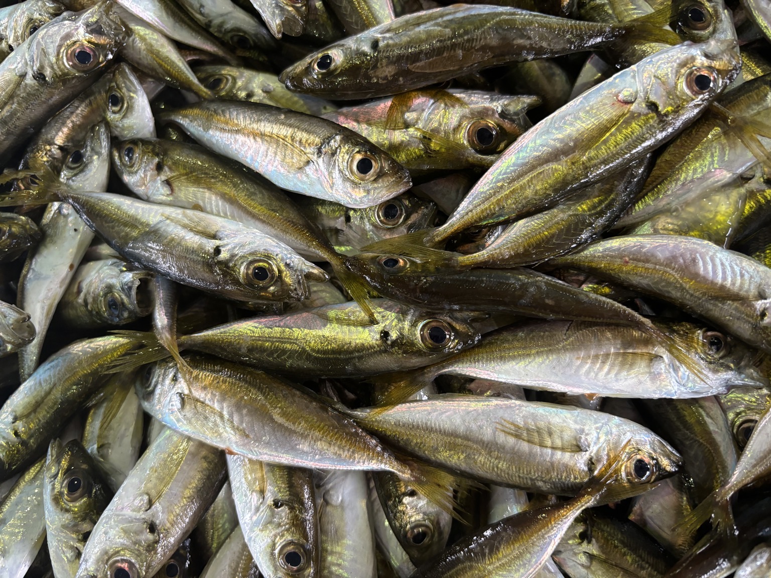 豆アジ13g前後約5kg(定置) | UUUO(ウーオ)