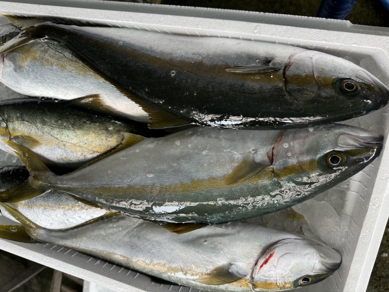 活〆ヒラマサ6㌔前後6入約6kg(定置) | UUUO(ウーオ)