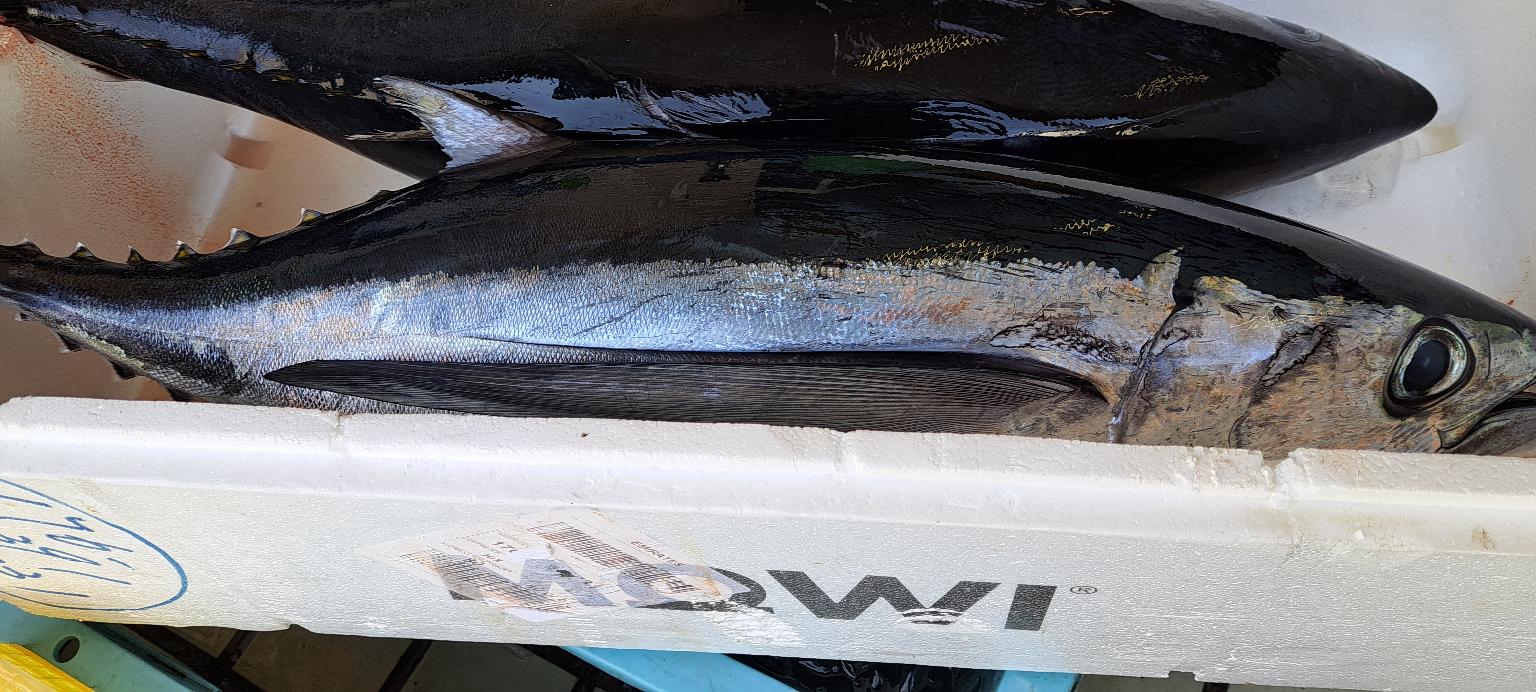 ビンチョウマグロ大1入約8.5kg(定置) | UUUO(ウーオ)