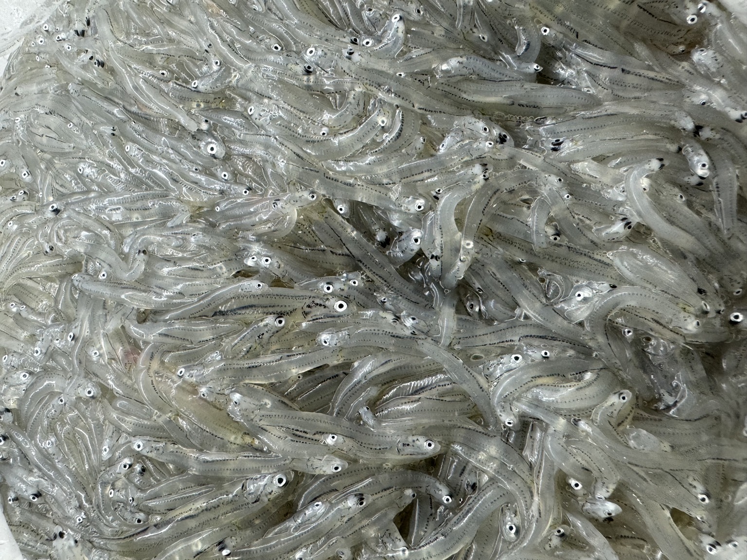 シラス1k×6袋約6kg(底曳) | UUUO(ウーオ)