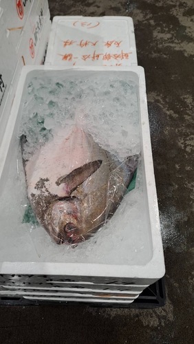 マナガツオ1入約2kg(沿岸) | UUUO(ウーオ)