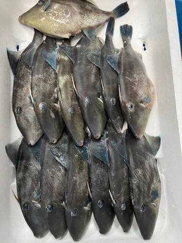 ウマヅラハギ15尾前後15入約6kg(底曳) | UUUO(ウーオ)