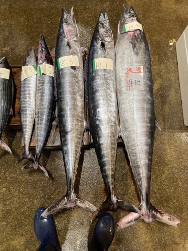 カマスサワラ(釣) | UUUO(ウーオ)