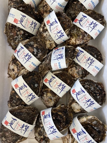 岩ガキ15入約6.5kg(沿岸) | UUUO(ウーオ)