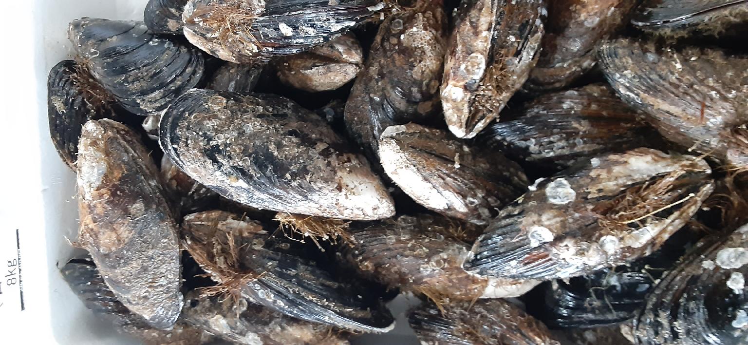 イガイ200g前後約5.0kg約5kg | UUUO(ウーオ)