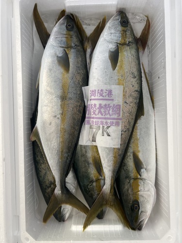 ヒラマサ5入約6.5kg(定置) | UUUO(ウーオ)