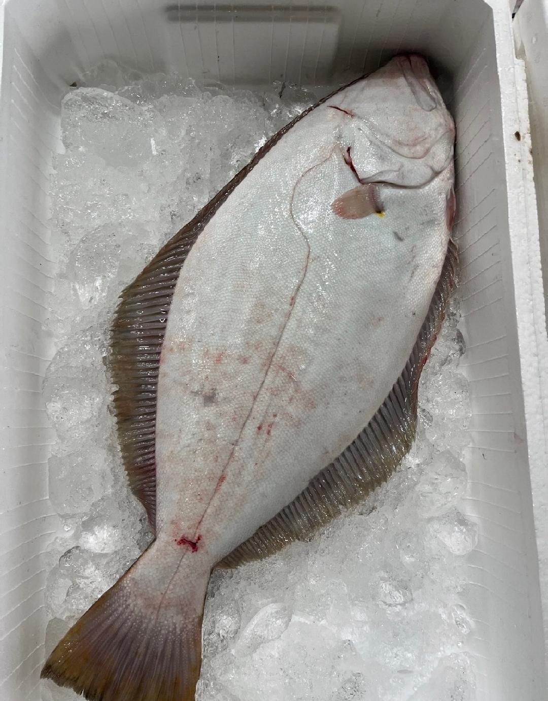 活〆ヒラメ1.2/2.91入約1.2kg(釣) | UUUO(ウーオ)