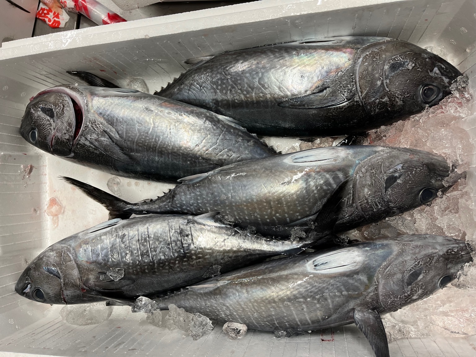 ヨコワ6.5-7.5k5入約7kg(定置) | UUUO(ウーオ)