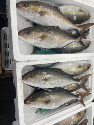 カンパチ1.2〜1.4k5入約6.5kg(定置) | UUUO(ウーオ)