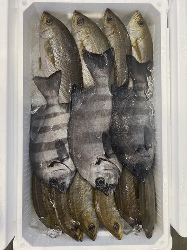 鮮魚BOX | UUUO(ウーオ)