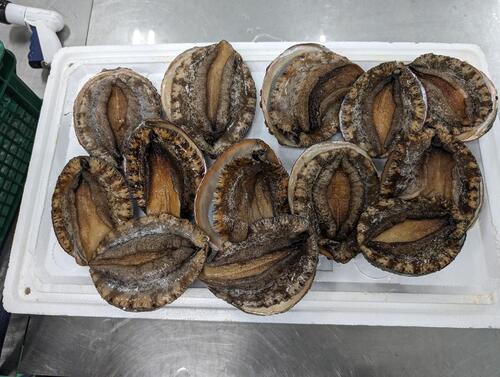 活アカアワビ10入約2.5kg(沿岸) | UUUO(ウーオ)