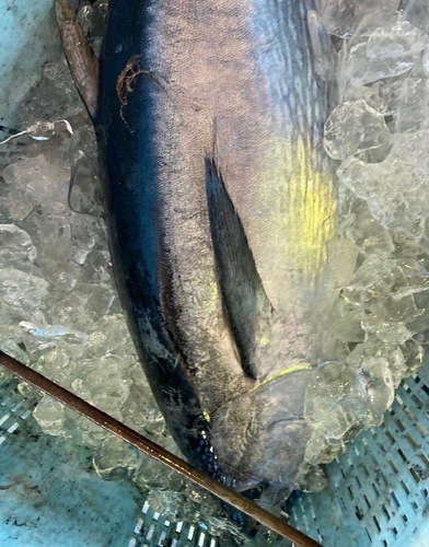 コシナガマグロ | UUUO(ウーオ)