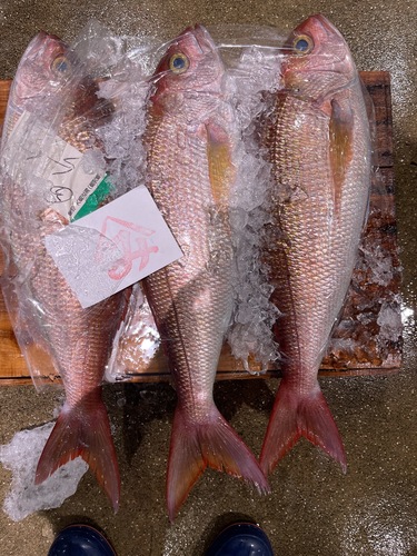 オオヒメ13入約8.5kg(釣) | UUUO(ウーオ)