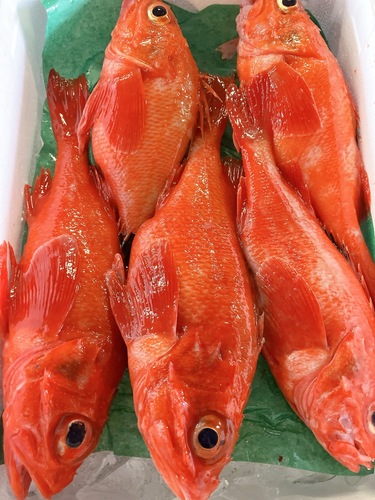 キチジ5入約2kg(釣) | UUUO(ウーオ)