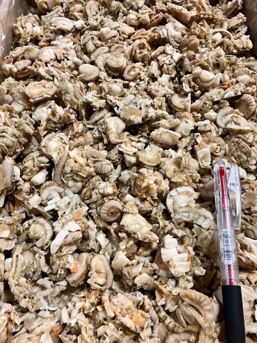 ホタテガイ約8kg | UUUO(ウーオ)