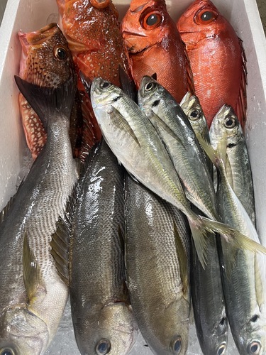 鮮魚BOX約5kg(沿岸) | UUUO(ウーオ)