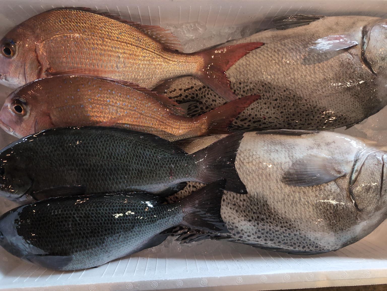 活〆鮮魚BOX6入約4.7kg(定置) | UUUO(ウーオ)