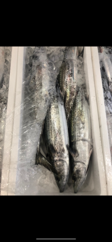 神経〆サワラ7/10k3入約10kg(刺網) | UUUO(ウーオ)