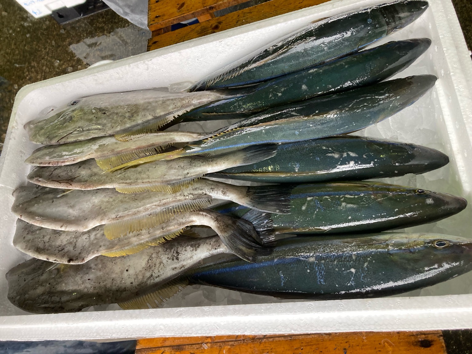 鮮魚BOX約5.4kg(定置) | UUUO(ウーオ)