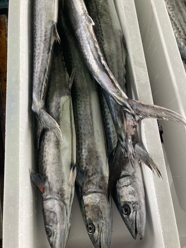 サワラ6-8k台6入約7kg(定置) | UUUO(ウーオ)