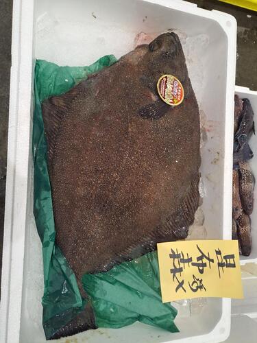 アブラガレイ2KUP1入約2kg | UUUO(ウーオ)