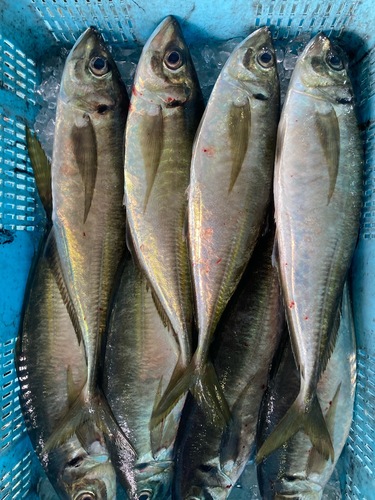 マアジ6-8入り約4.3kg(定置) | UUUO(ウーオ)