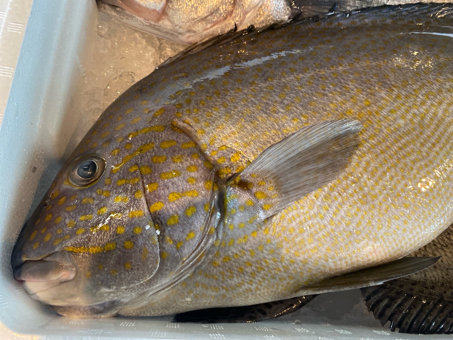 鮮魚BOX3入約6.5kg(定置) | UUUO(ウーオ)