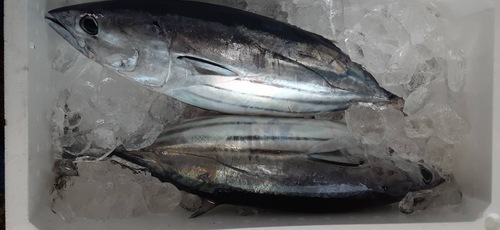 カツオ約7k4入(3.5k/2尾×2合)約7kg(釣) | UUUO(ウーオ)